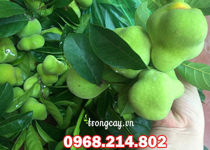Giống Cây Chay Đầy Đủ Kích Thước, Giá Rẻ 0968.214.802