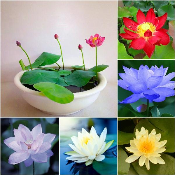 Mua hạt giống Sen Mini Nhật ở đâu chất lượng tốt nhất